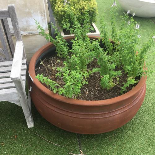 Rusted Cauldron Pot Plant Sydney | WWFP