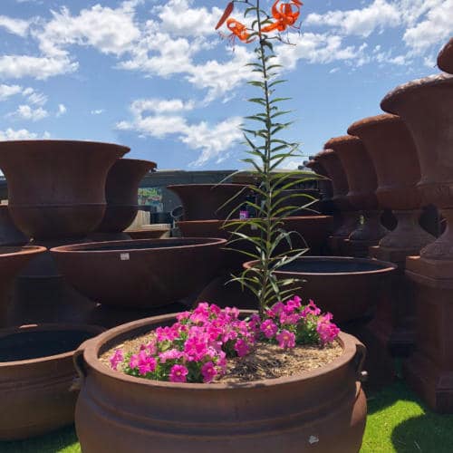 Rusted Cauldron Pot Plant Sydney | WWFP