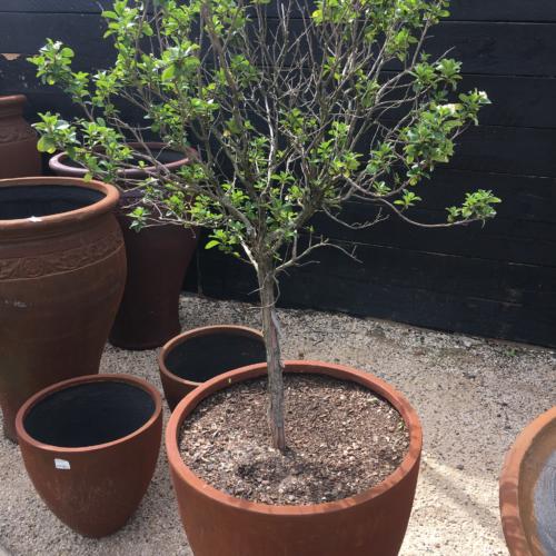 Tall Egg Rusted Pot | WWFP